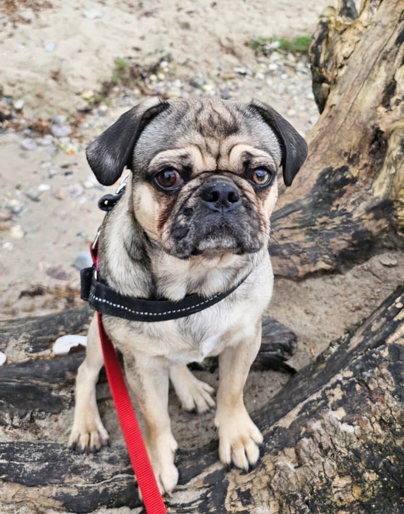 Mops Charakter und Wesen - Mops.de