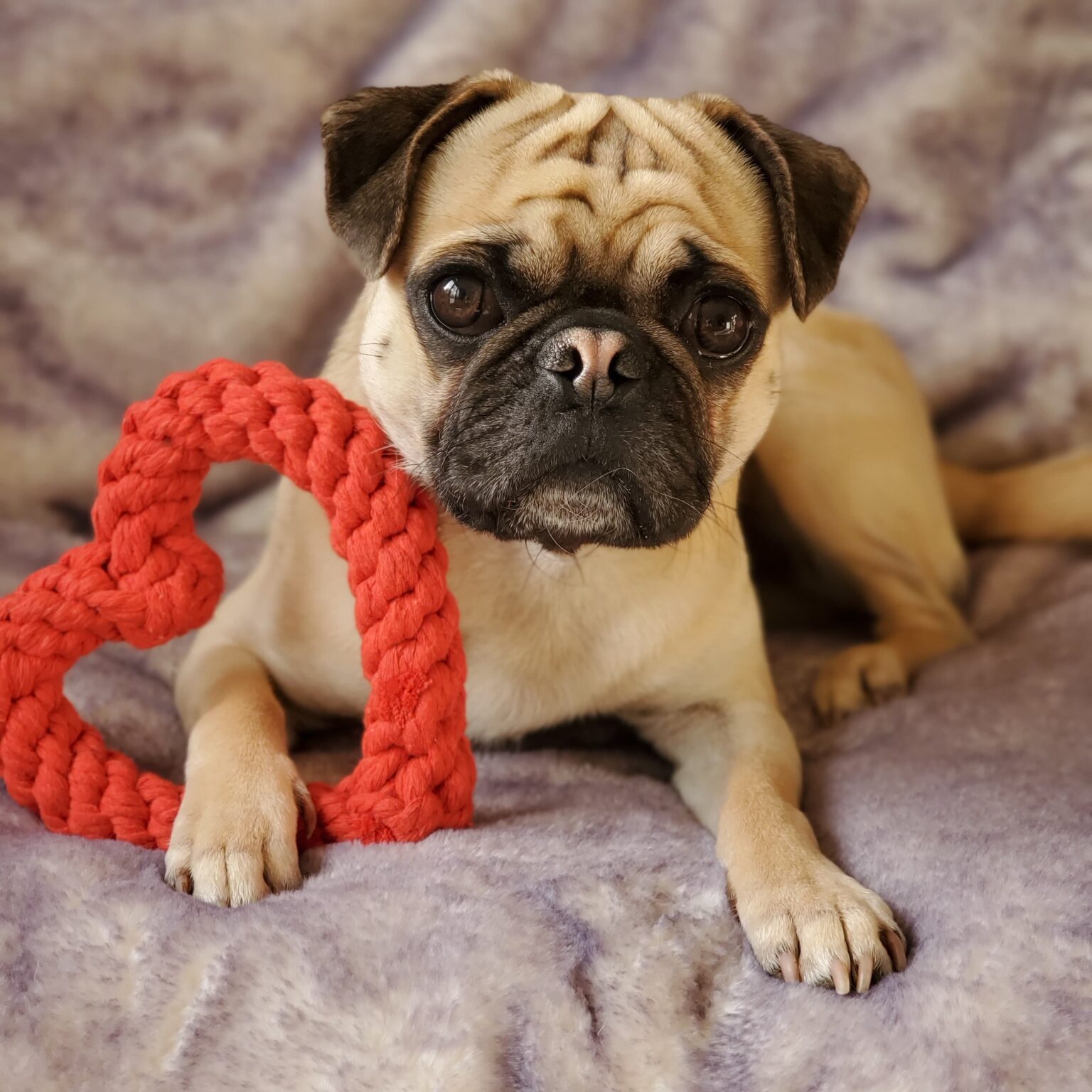 Mops Kaufen - Mops.de