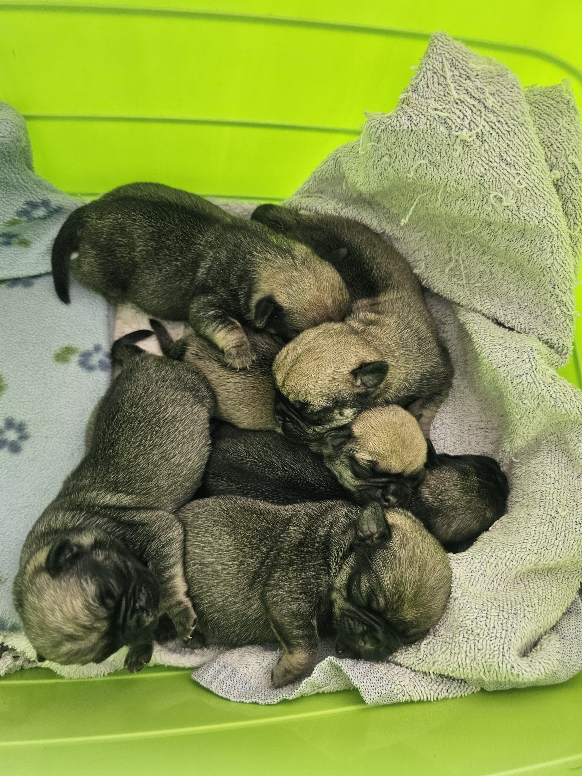 Retro Mops und altdeutscher Mops - Mops.de