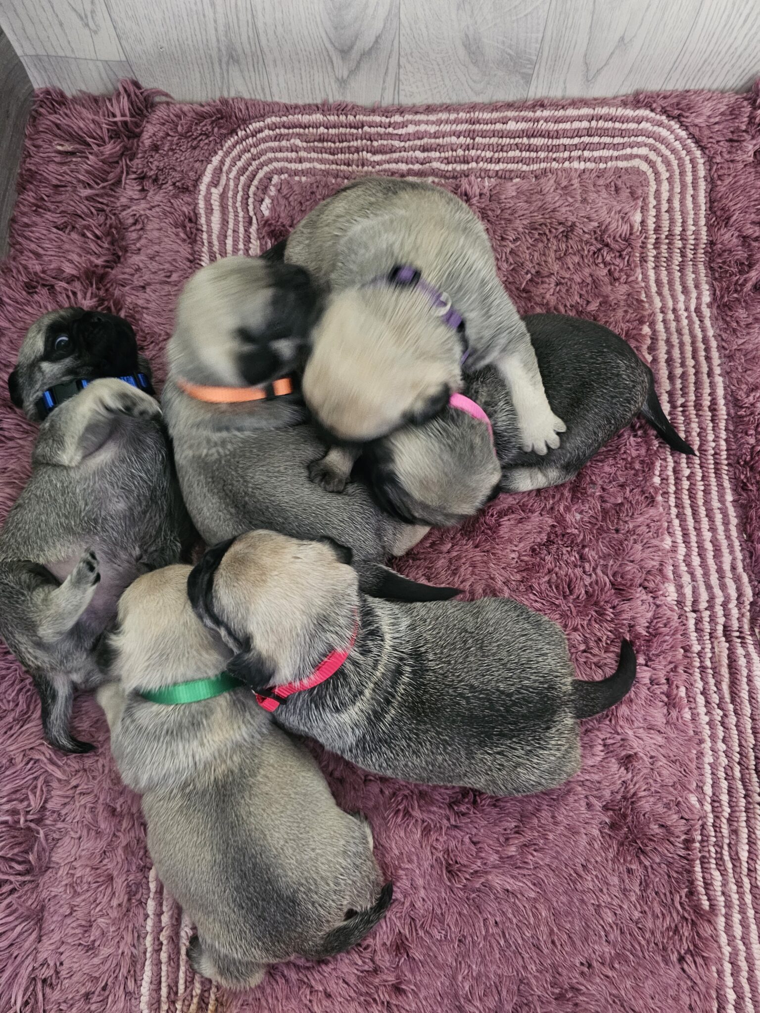 Retro Mops und altdeutscher Mops - Mops.de